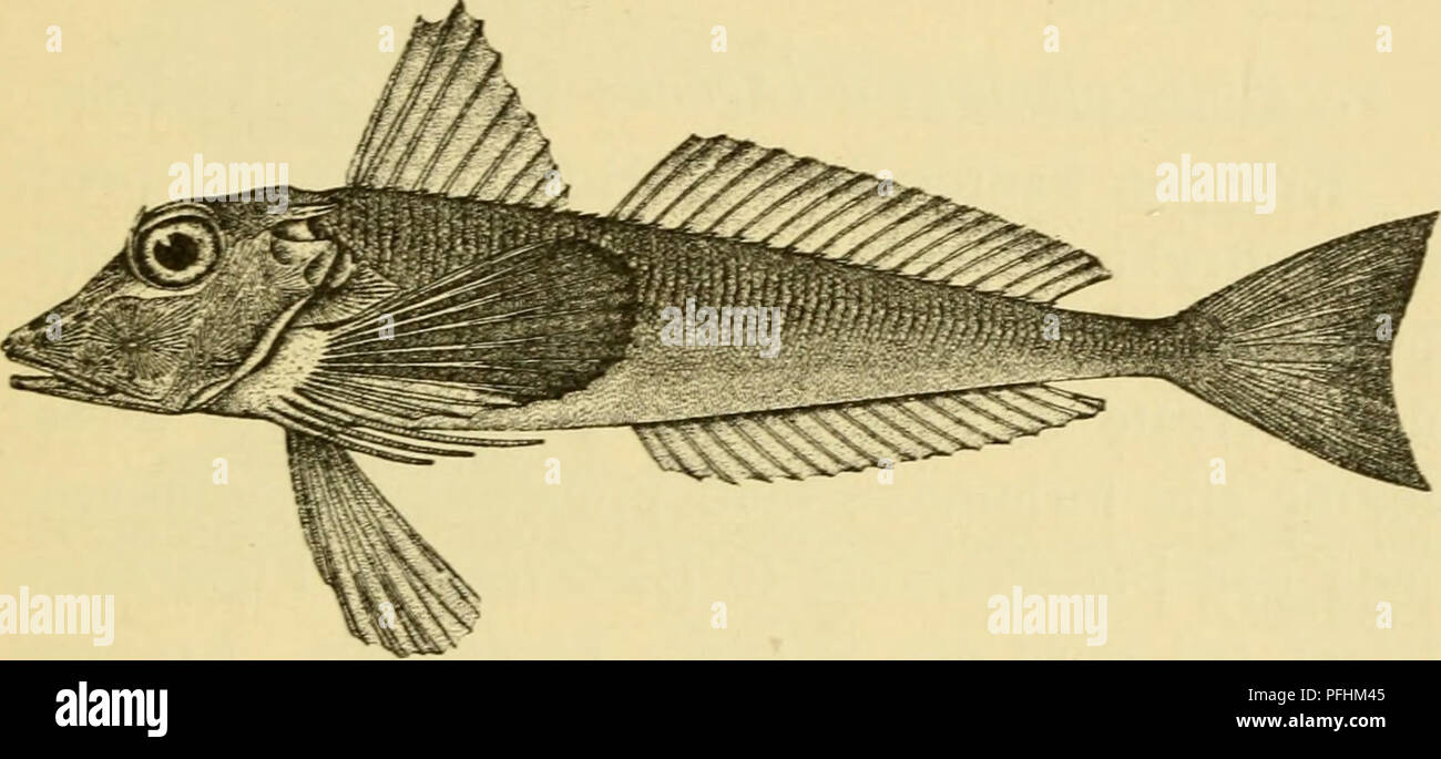 This Danish fauna guide provides an in-depth look at the species of the ...