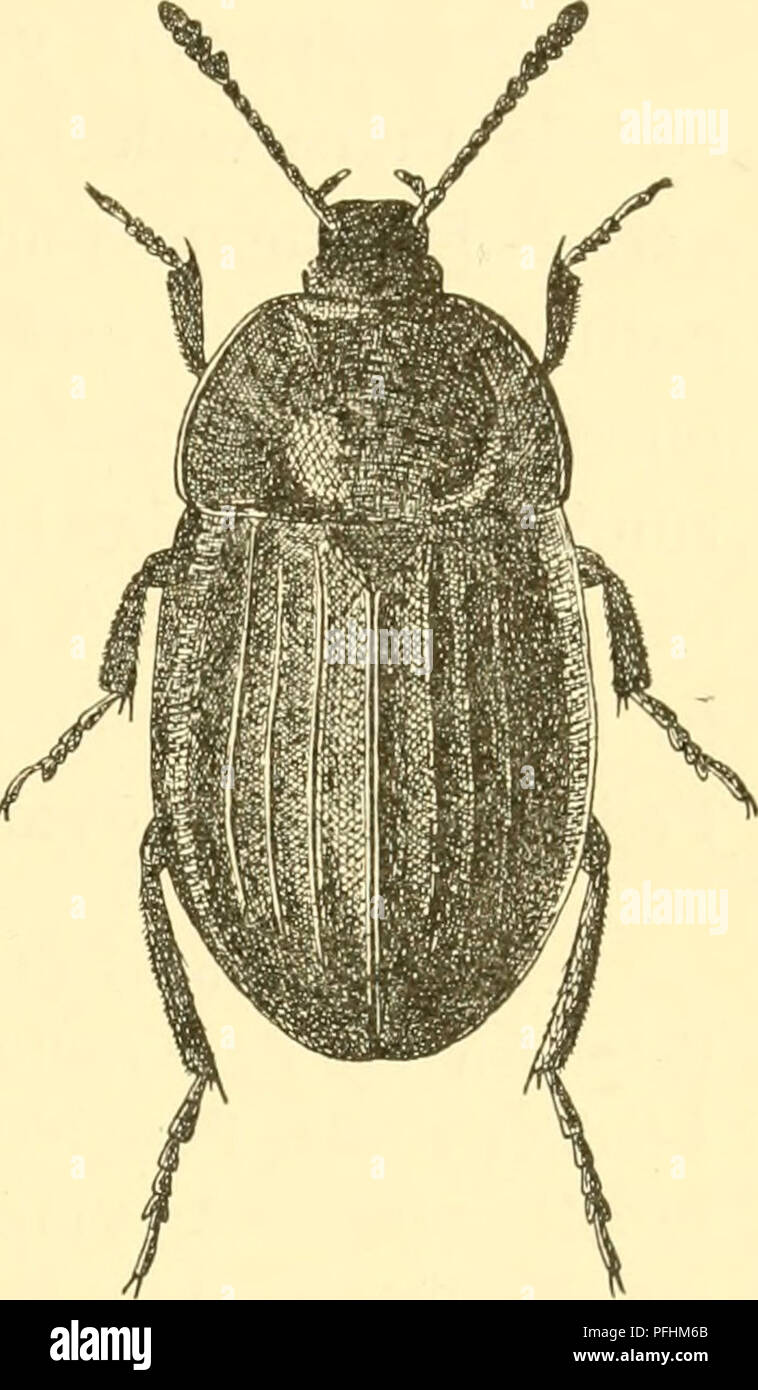This work focuses on the beetle species of Denmark, describing physical ...