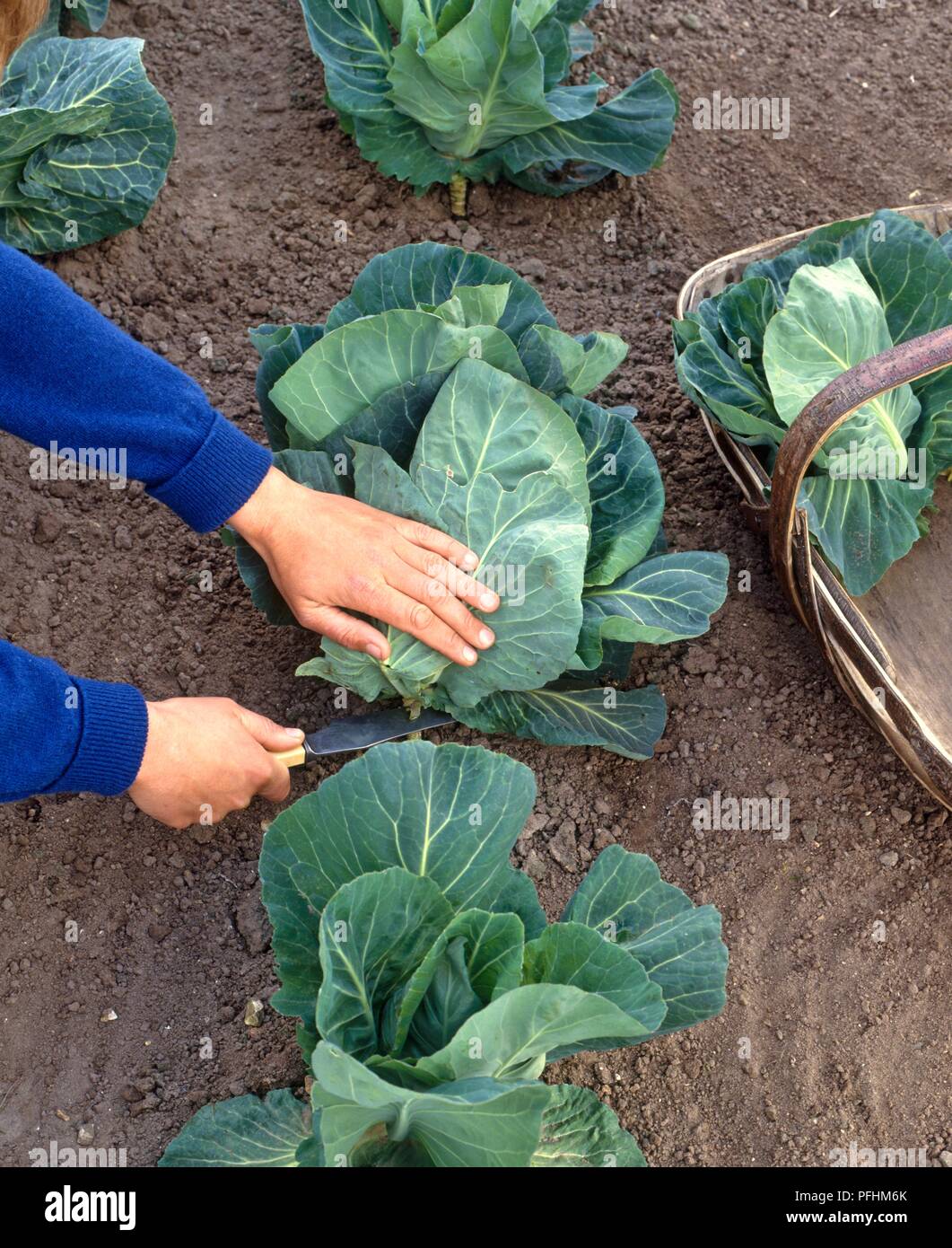 Cutting base hi-res stock photography and images - Alamy