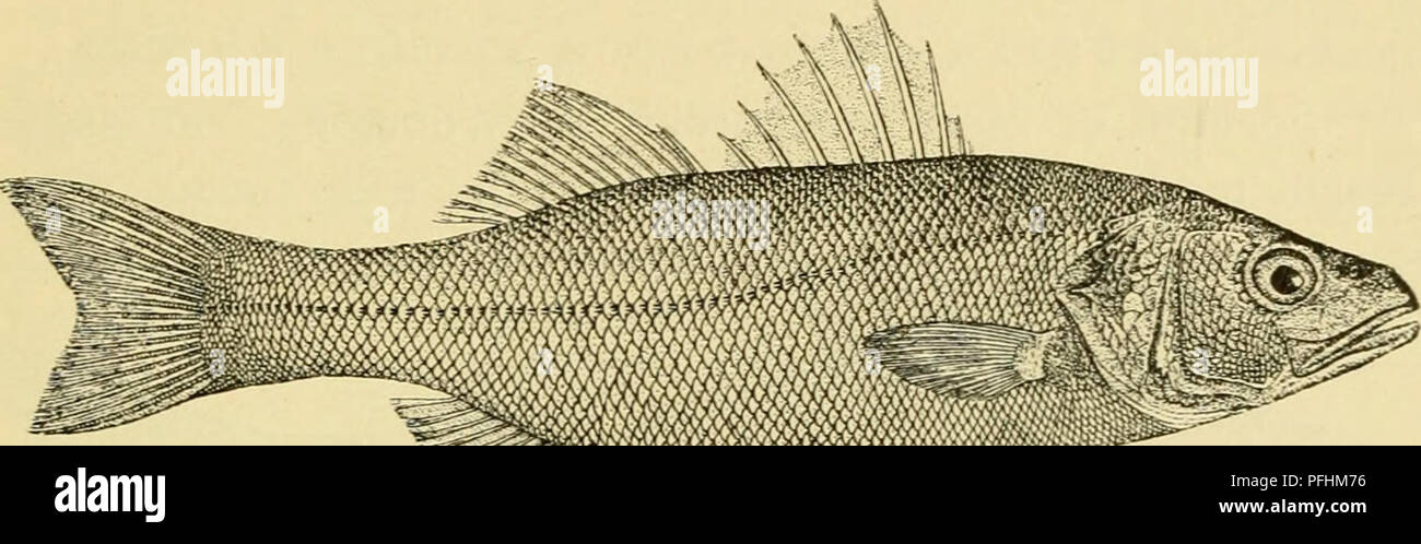 This image is from 'Danmarks fauna,' an illustrated handbook of Danish ...