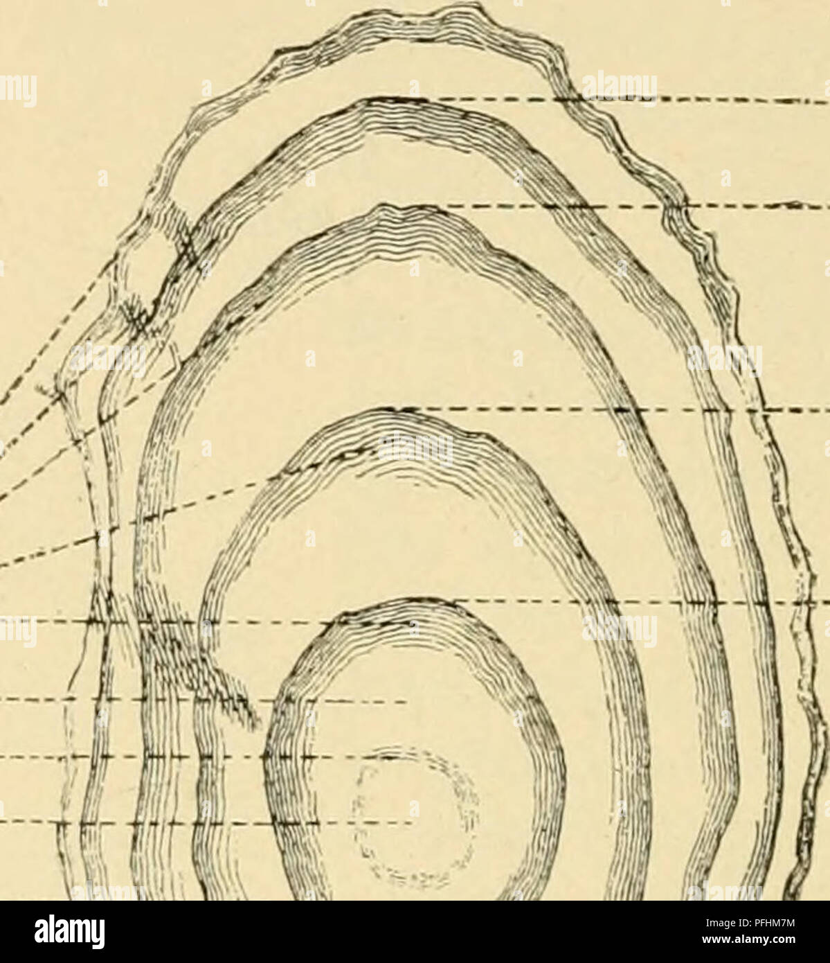 Growth rings bones hi-res stock photography and images - Alamy