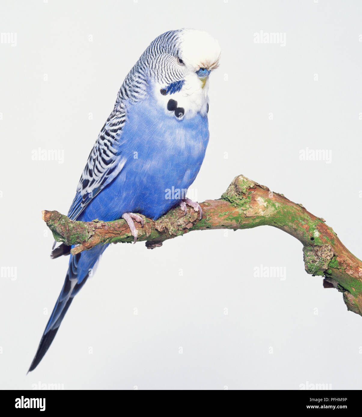 Blue budgerigar (Melopsittacus undulatus) perched on branch, side view ...