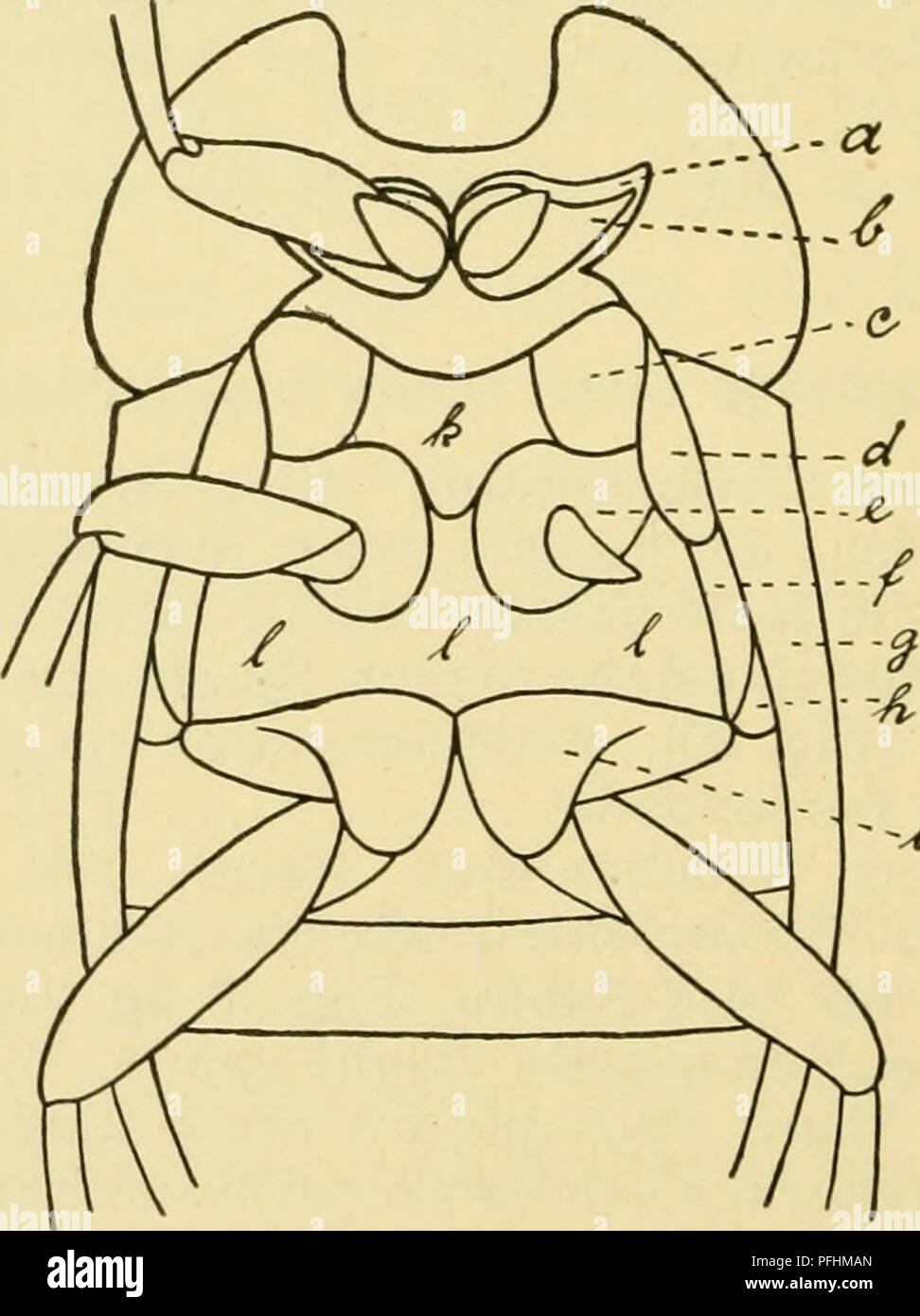 Metasternum hi-res stock photography and images - Alamy