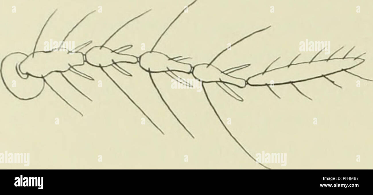 This study presents detailed descriptions of *Chironomus africanus*, a ...