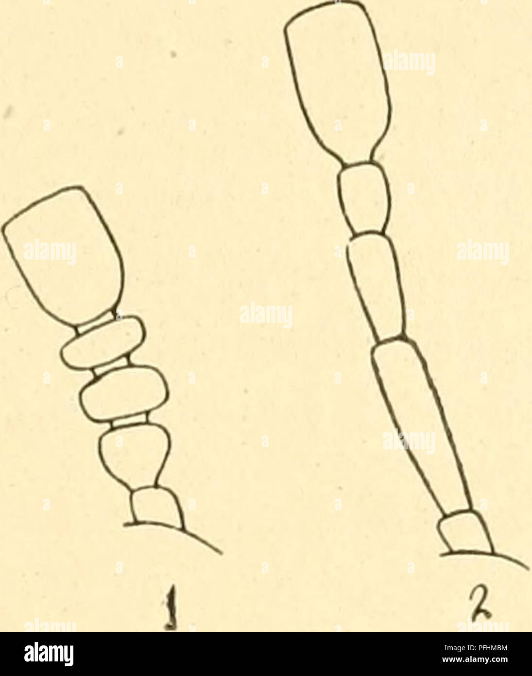 This illustration from 'Danmarks fauna' features two species of beetles ...