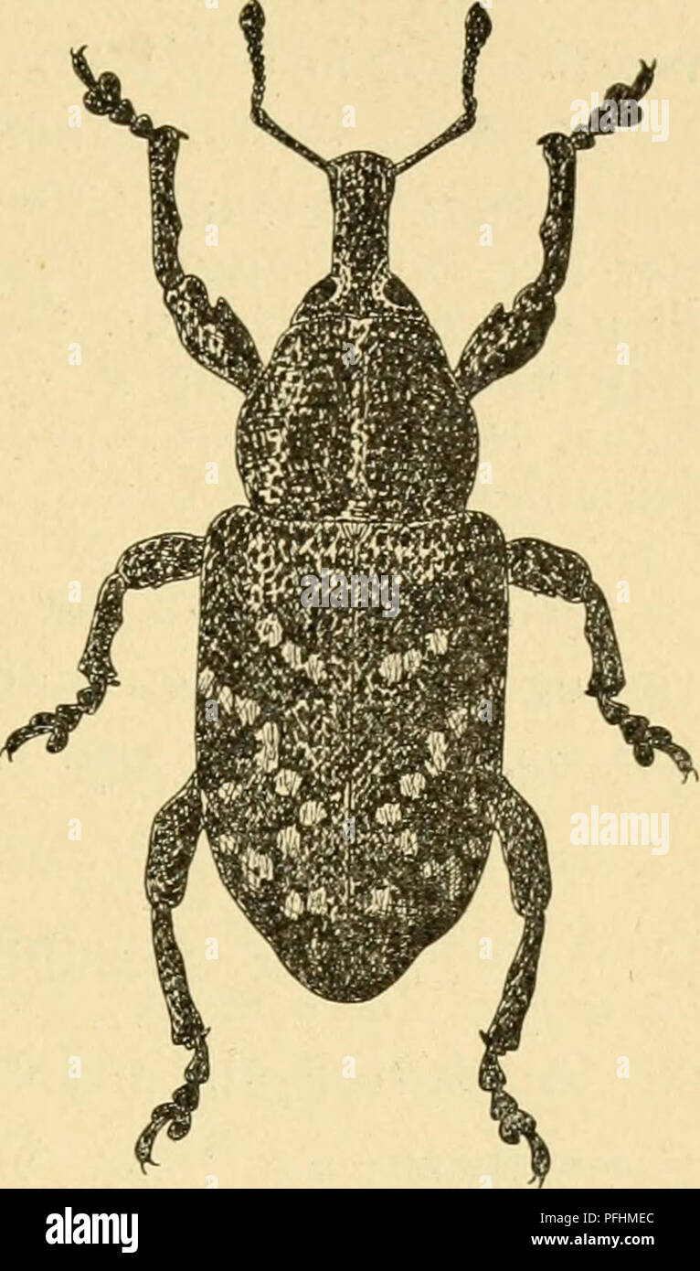 *Danmarks Fauna* provides a detailed description of beetle species ...