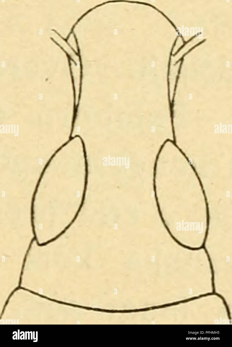 A detailed study of beetles in Denmark, focusing on species like ...