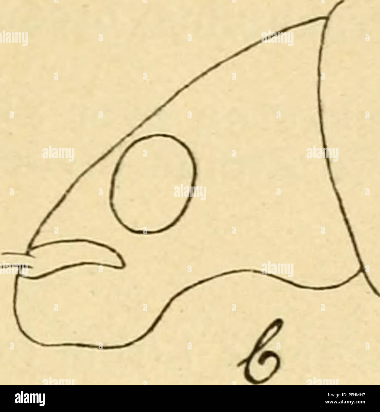 This illustration from the Danish fauna series depicts two species of ...