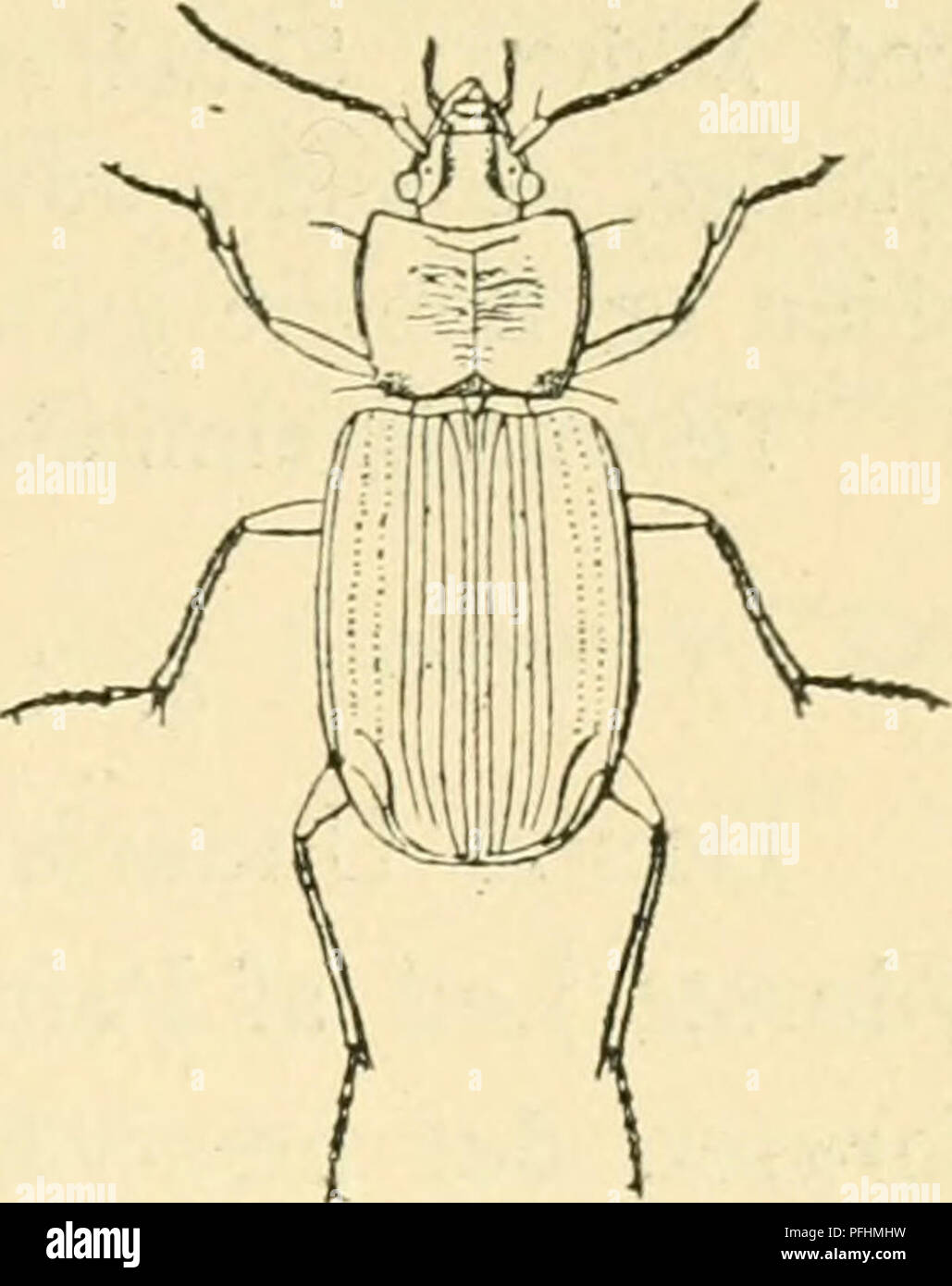 This entry focuses on the beetles of Denmark, detailing the species ...