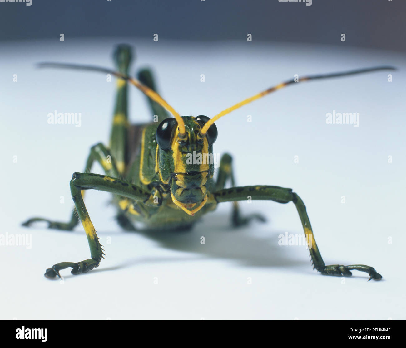 Yellow colour insect hi-res stock photography and images - Alamy