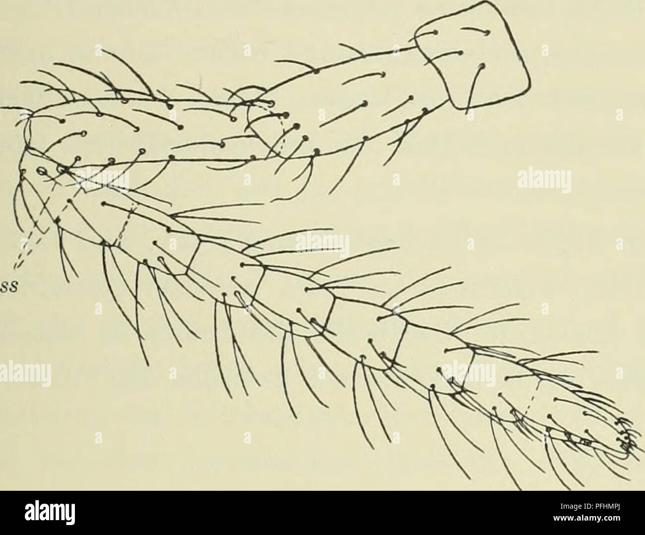 This study focuses on the morphology of Collembola (springtails) from ...
