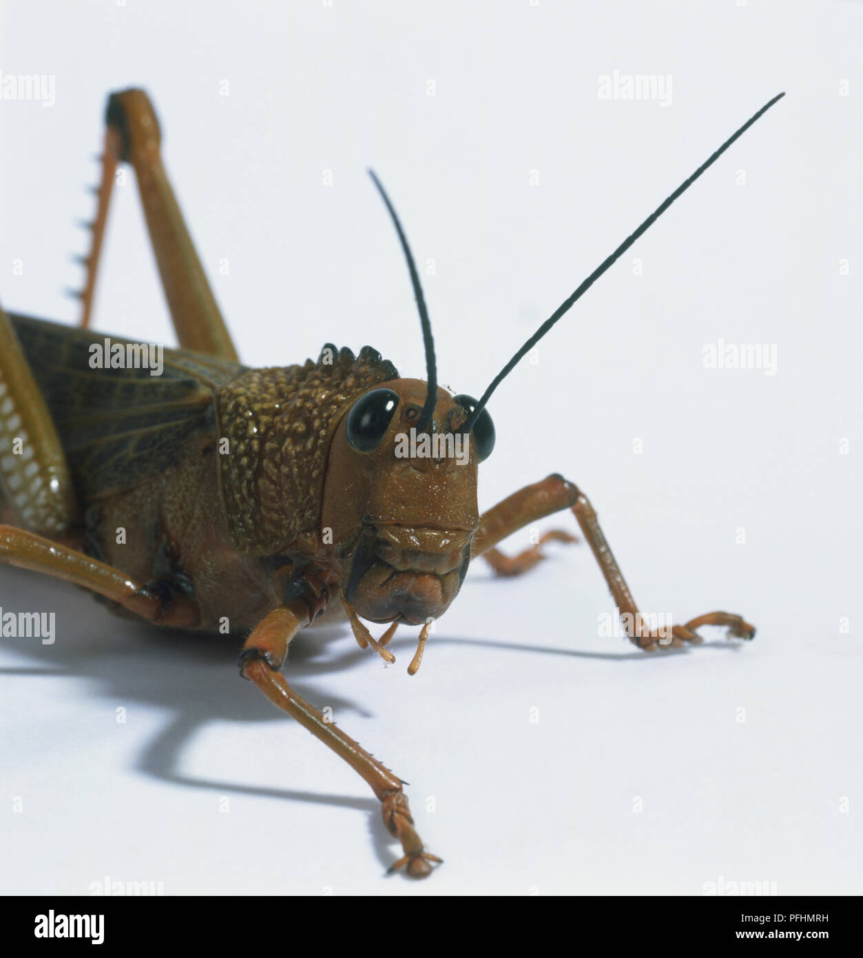 Head of Brown Locust (Orthoptera), close up Stock Photo - Alamy