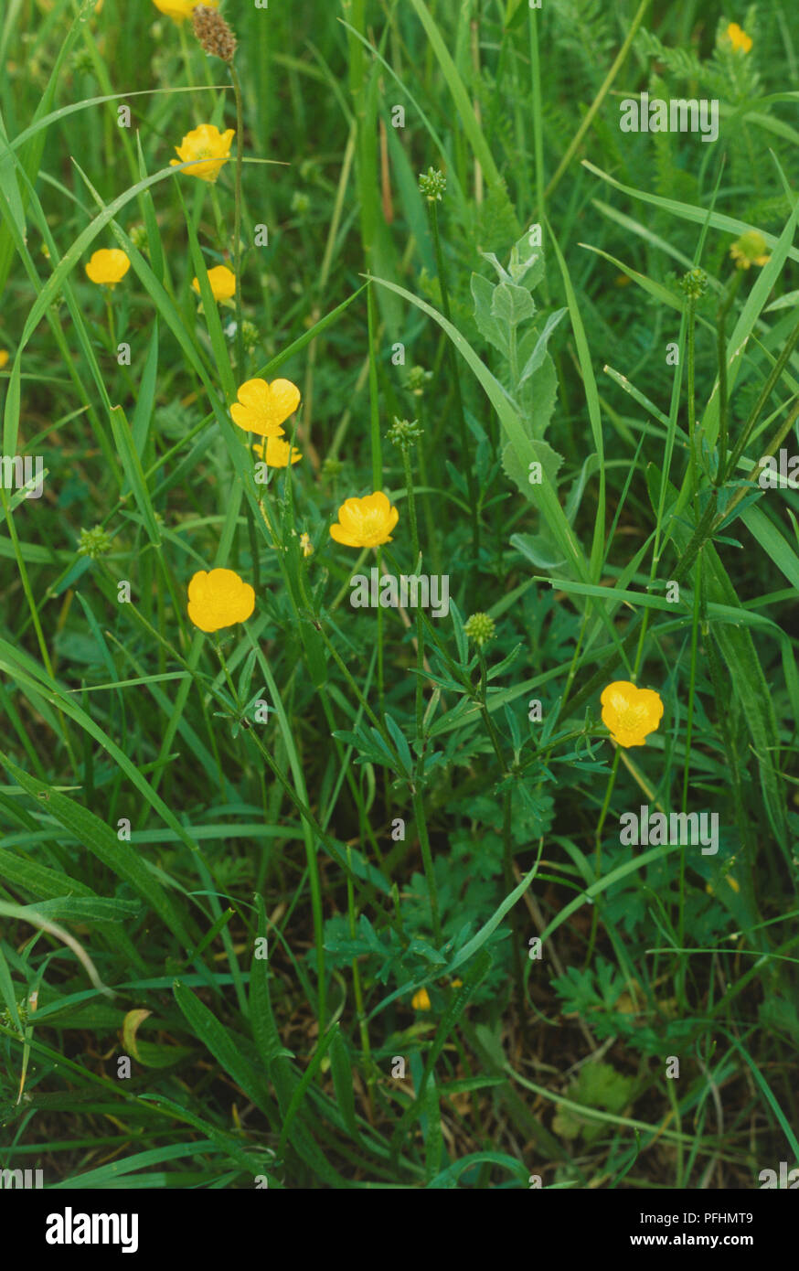 Field buttercup ranunculus acris hi-res stock photography and images ...