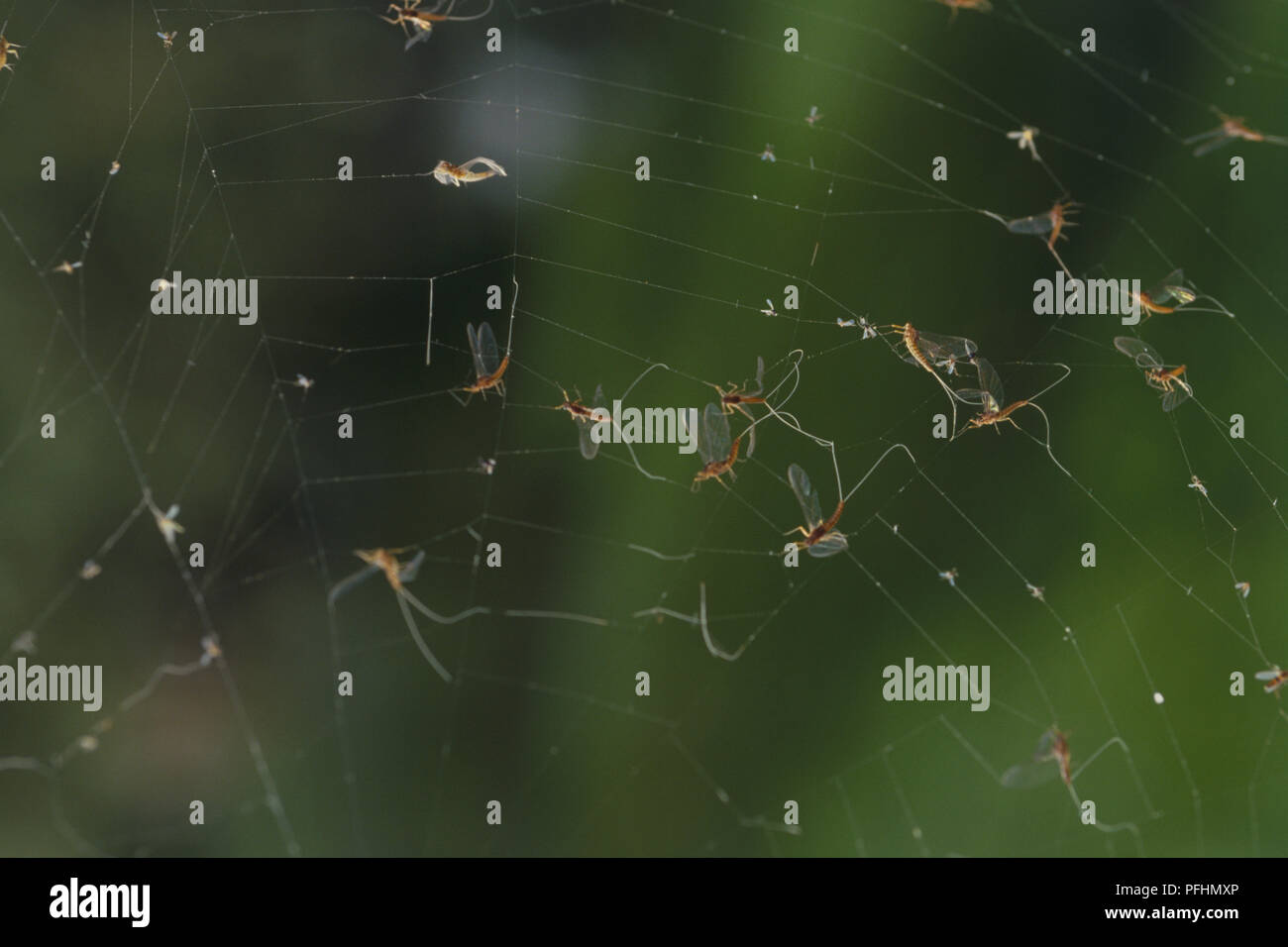 Insects caught in a spider's web Stock Photo - Alamy