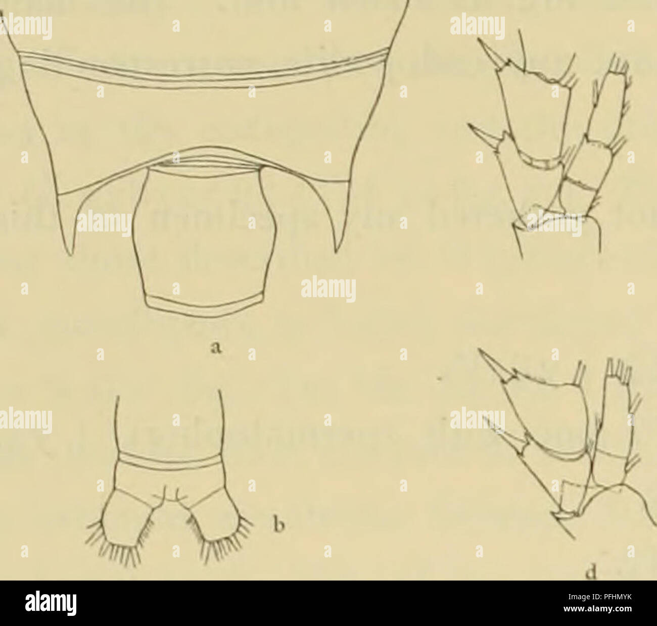 This section from the Danish Ingolf-Expedition discusses the Copepoda ...