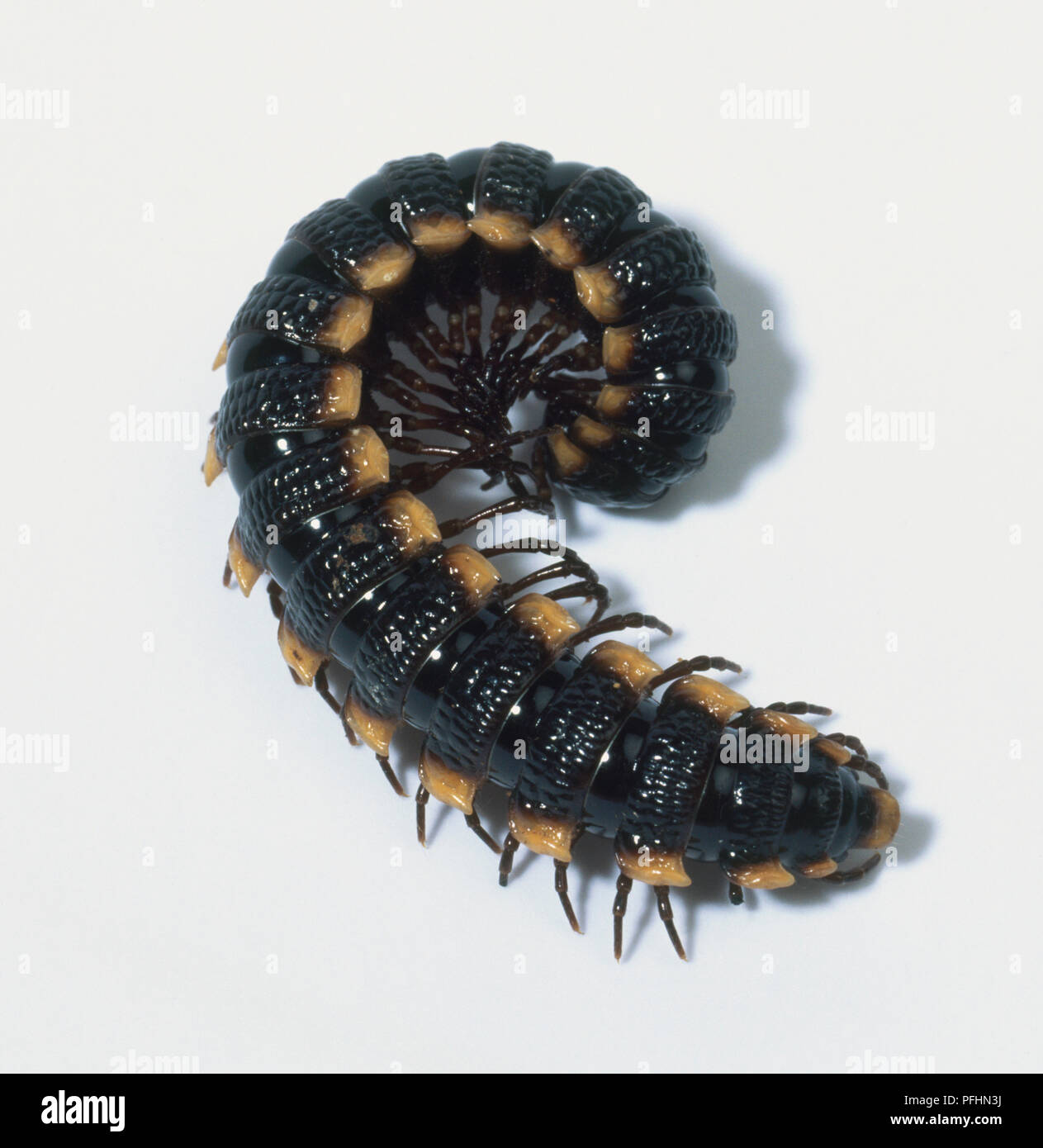 Armoured Millipede High Resolution Stock Photography and Images - Alamy