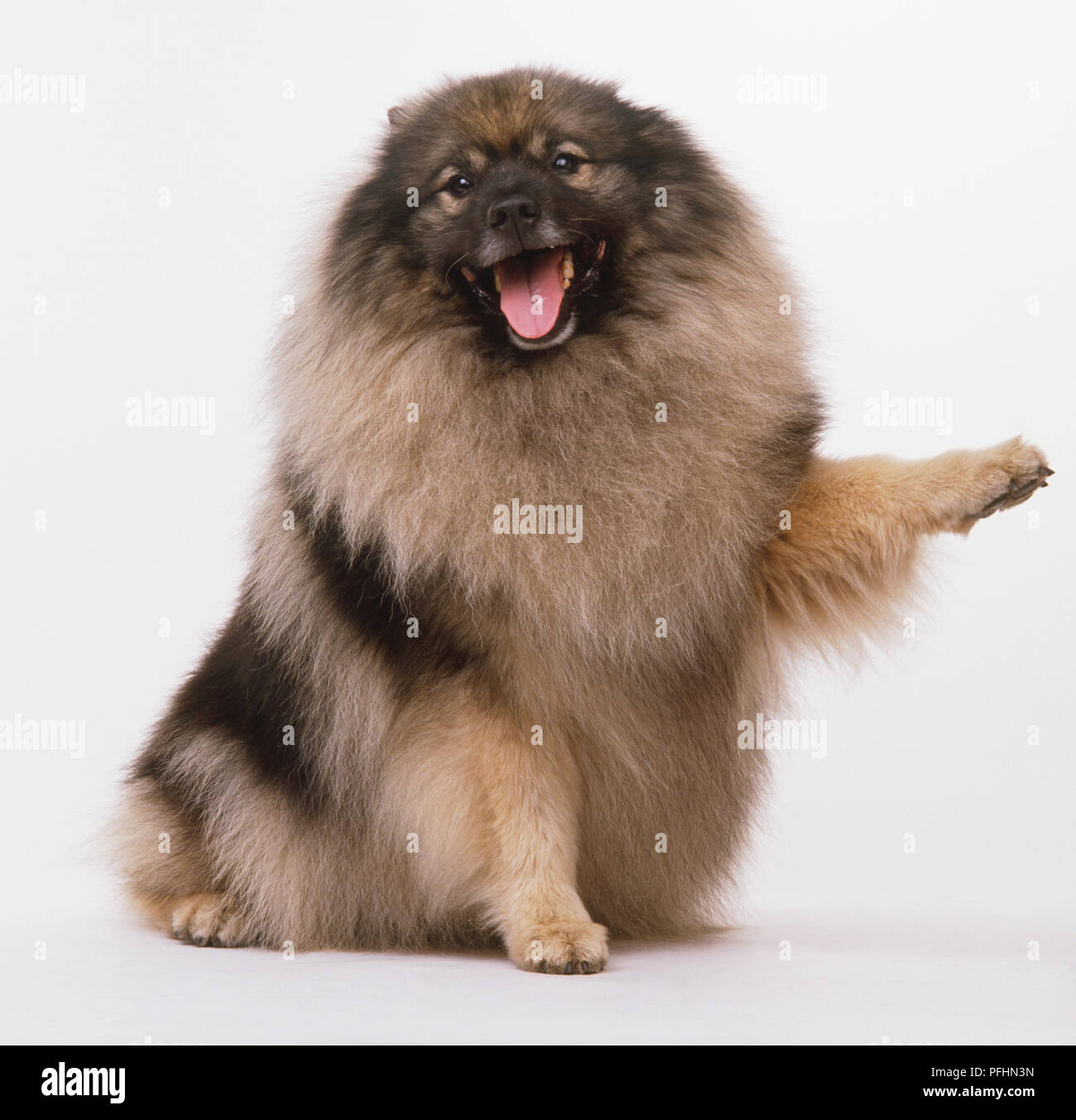 Keeshonds High Resolution Stock Photography and Images - Alamy