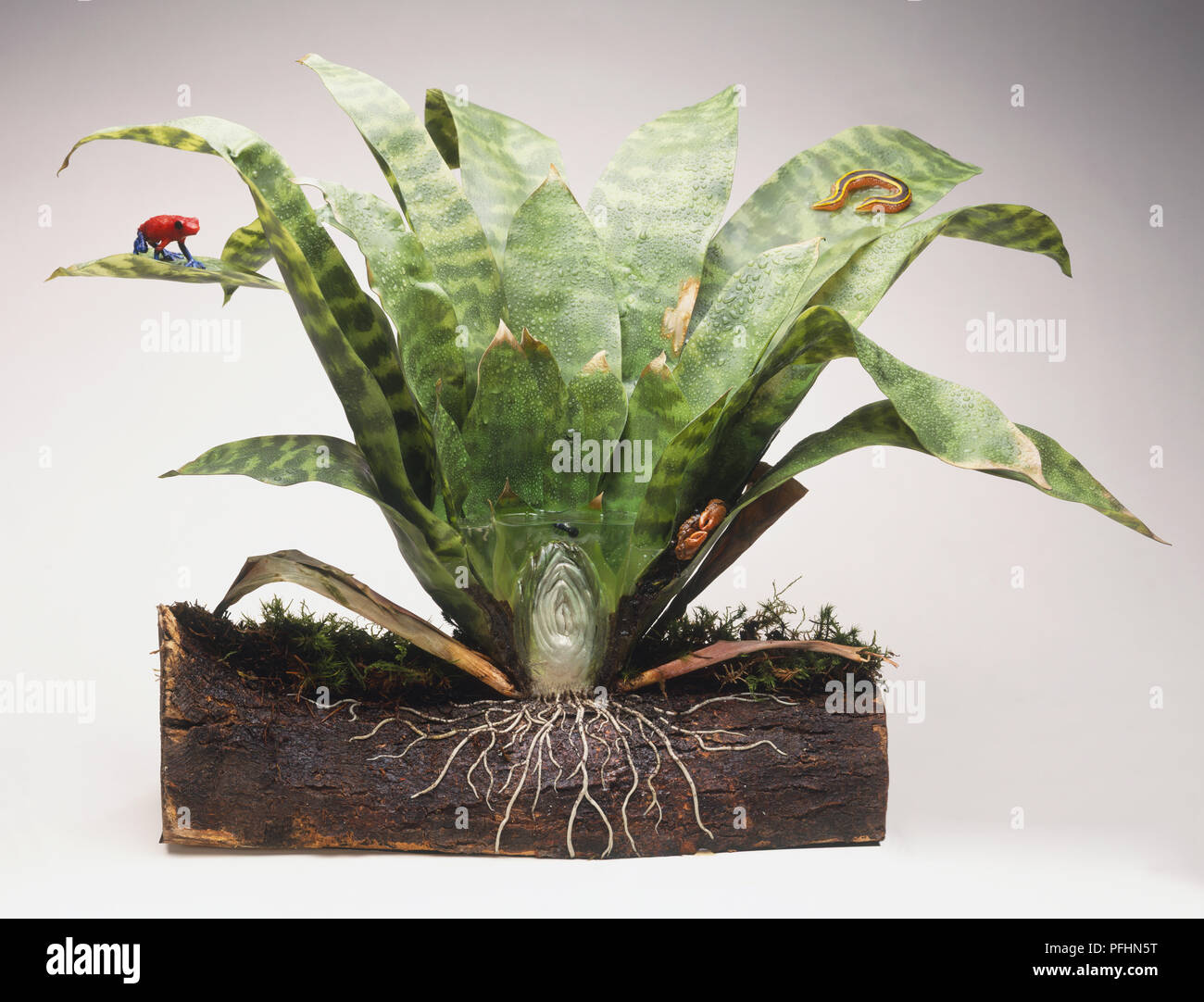 Bromeliad Frogs High Resolution Stock Photography and Images - Alamy