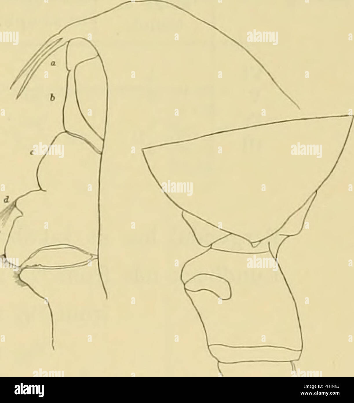 Calanus hyperboreus hi-res stock photography and images - Alamy