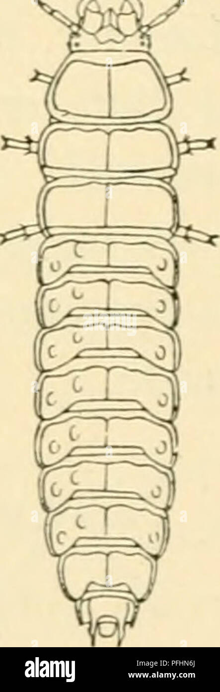 This illustration from 'Danmarks fauna, Biller' depicts various beetles ...