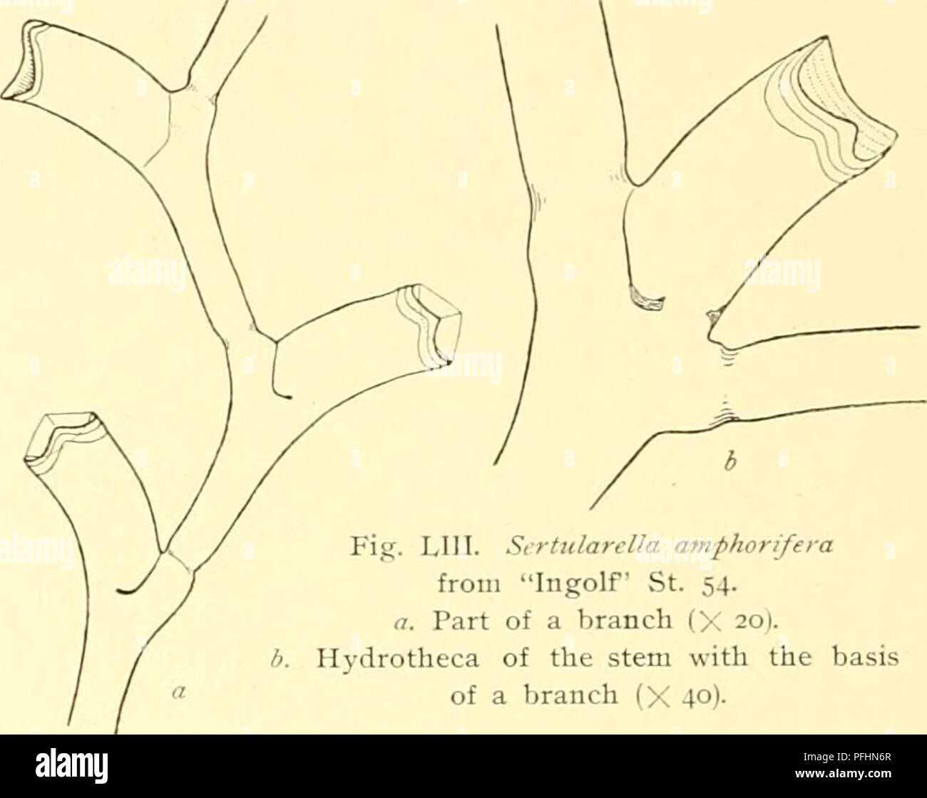 Hydroides hi-res stock photography and images - Alamy