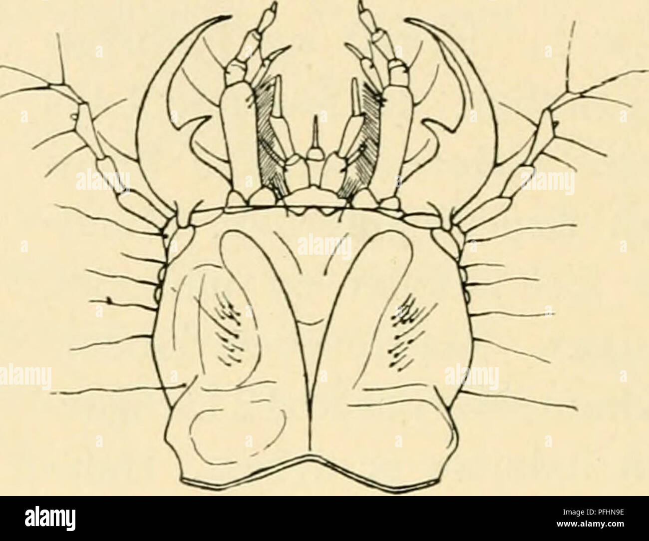 A detailed study of beetles from Denmark, including illustrations of ...