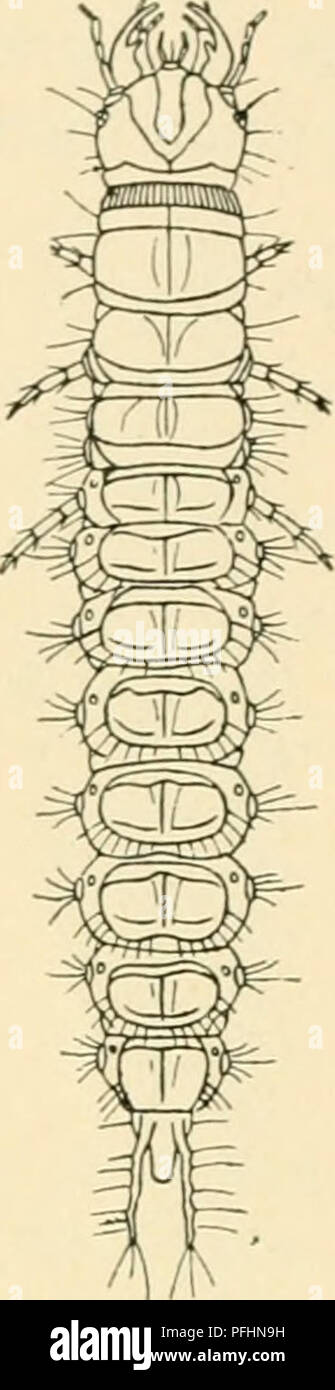 This entry from Denmark’s fauna discusses the beetle species Broscus ...