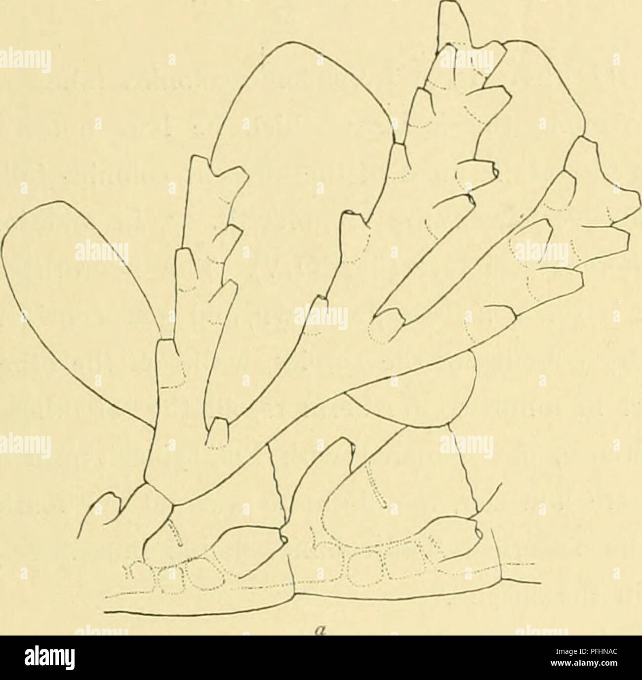 Hydroider hi-res stock photography and images - Alamy