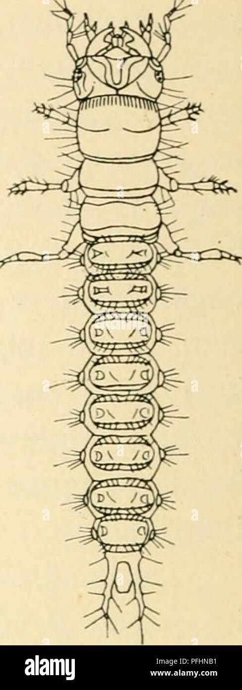 Danmarks Fauna, focusing on beetles, describes the species Harpalus ...