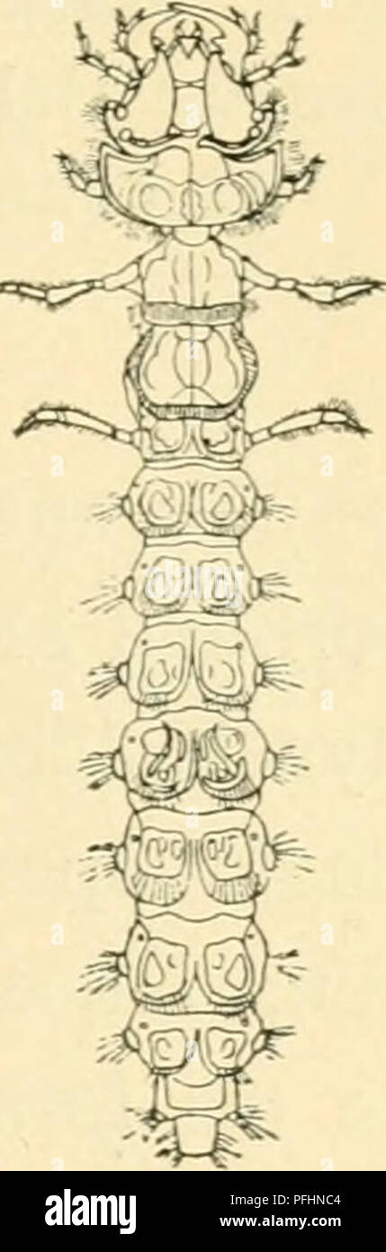 This image from 'Danmarks fauna' depicts the larva of the beetle ...