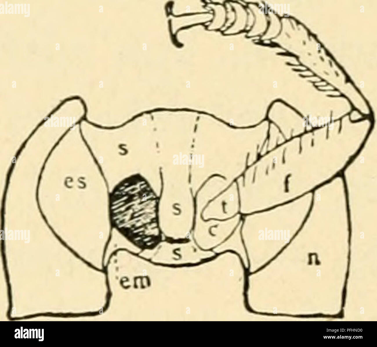 This image shows the anatomy of a beetle, focusing on the structure of ...
