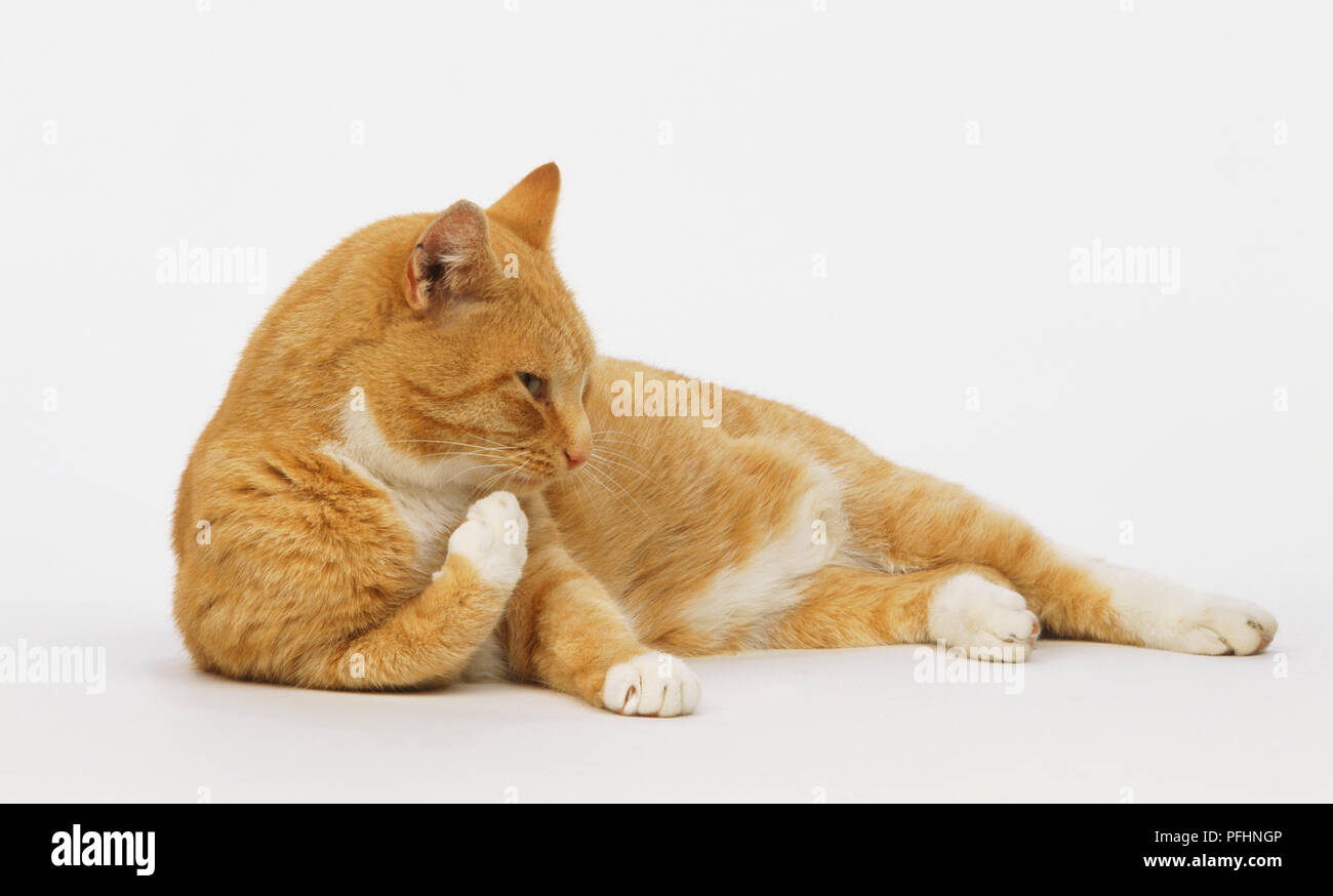 Ginger Tabby Cat (Felis sylvestris catus) lying on its side with paw ...