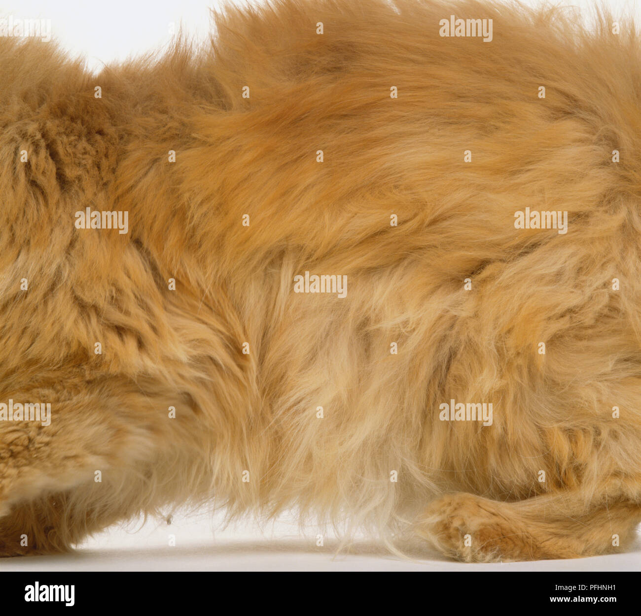Thick ginger fur on torso of Red Self Longhair Cat (Felis silvestris ...