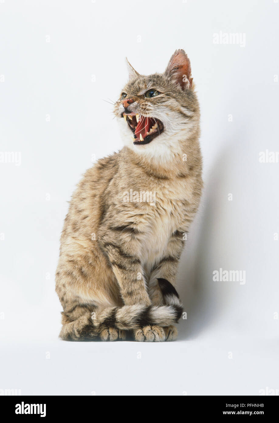 Fur baring animal hi-res stock photography and images - Alamy