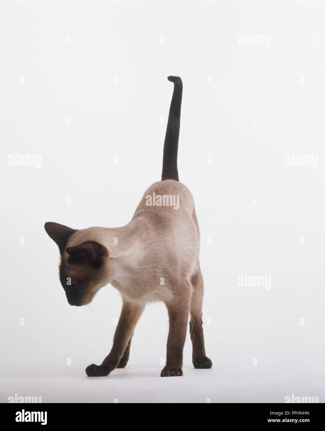 Siamese Cat (Felis silvestris catus) standing with its dark tail ...