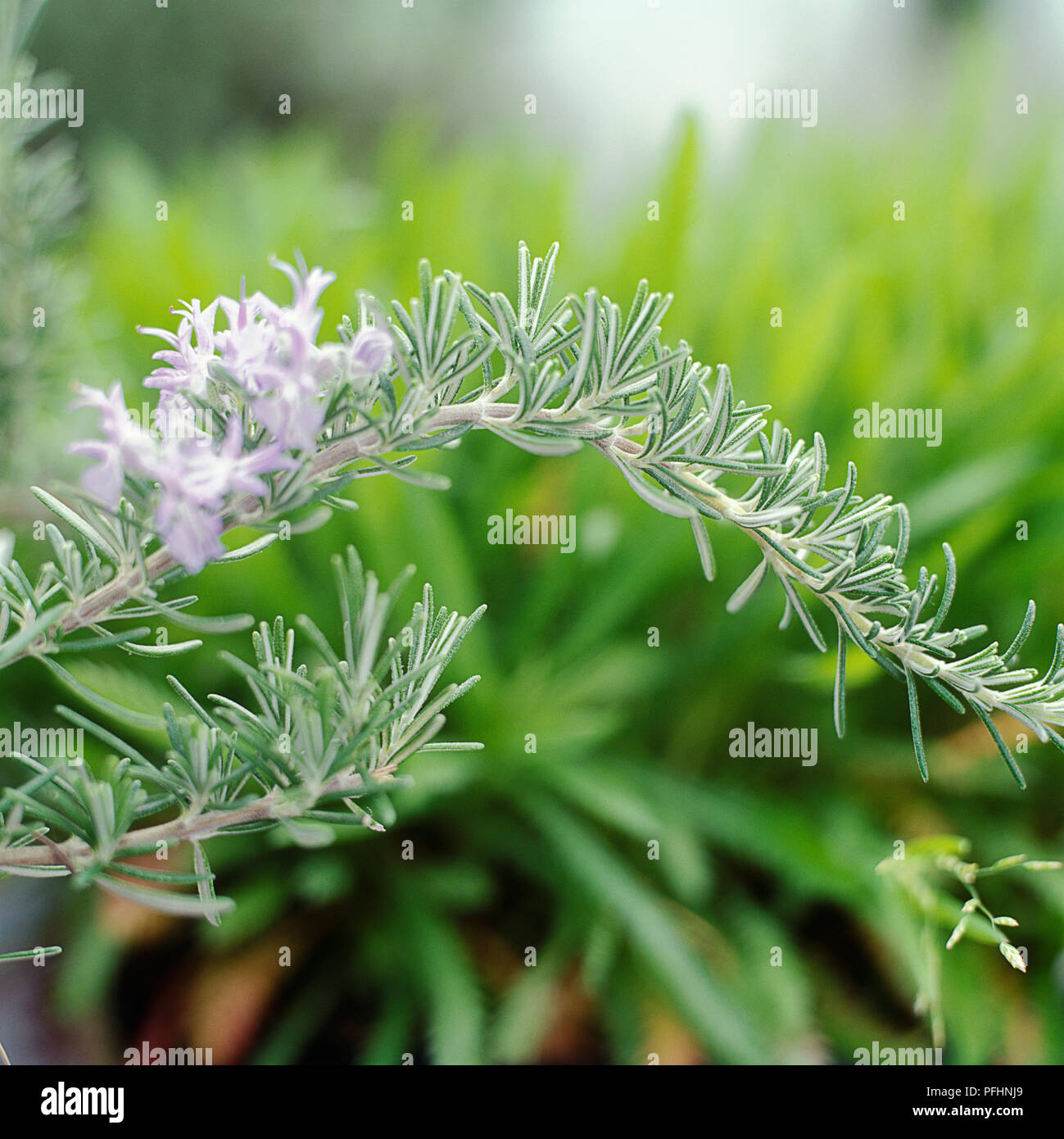 Prostratus rosemary hi-res stock photography and images - Alamy