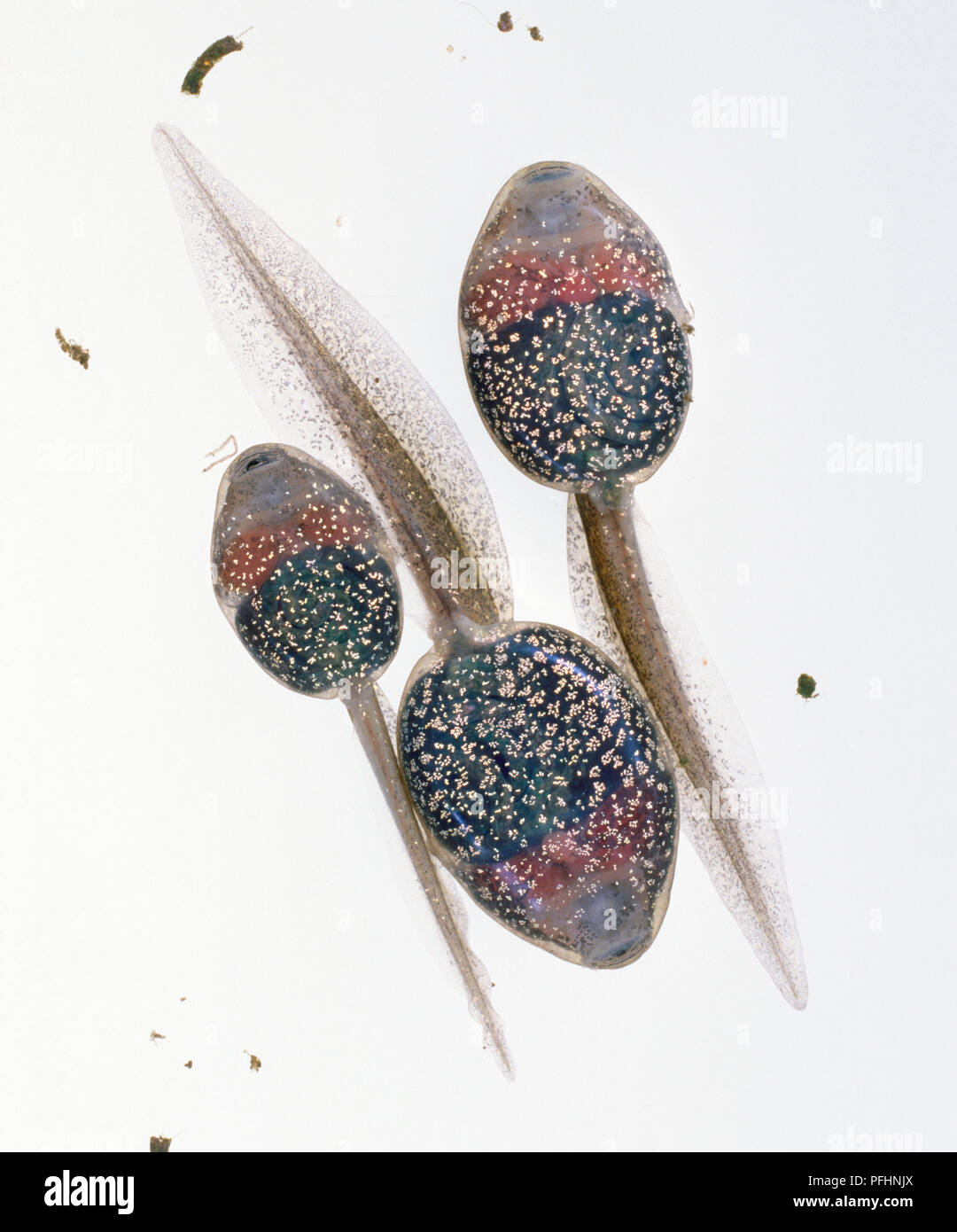 Three tadpoles swimming, long tails behind speckled bodies, gills ...