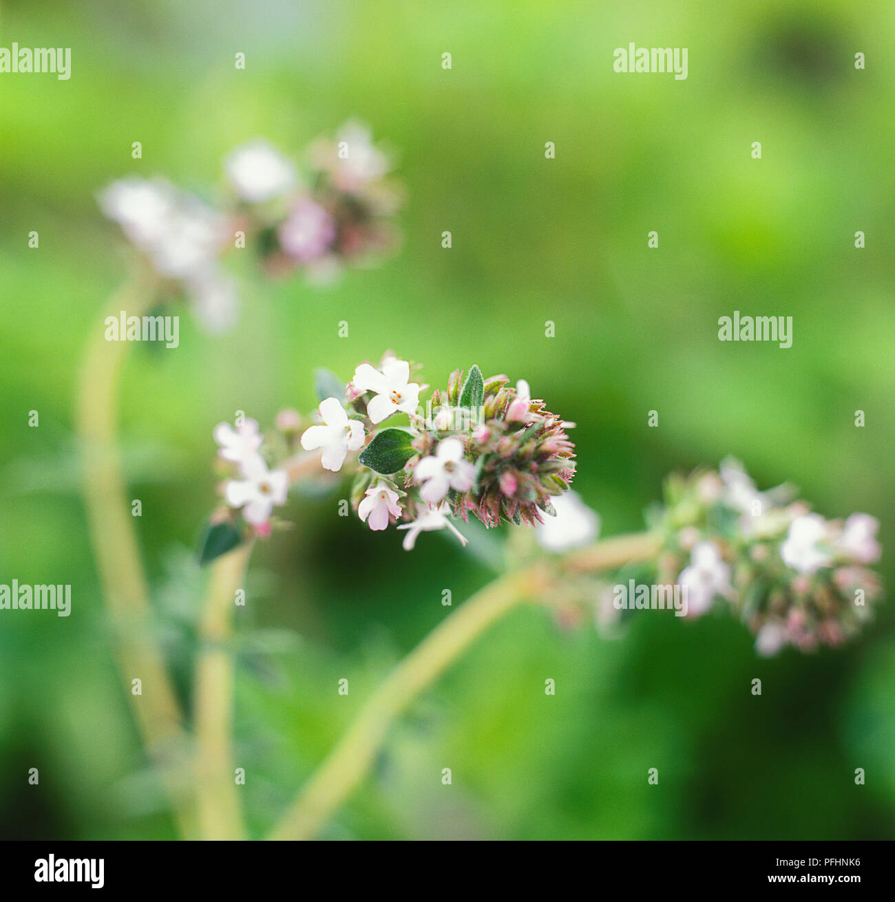 Thymus 'Fragrantissimus' (Orange Scented Thyme), small white flowers ...