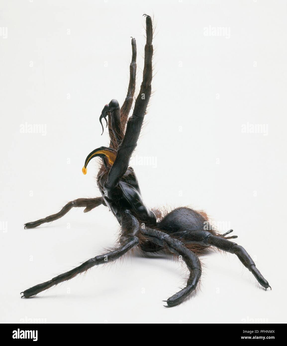 Funnel web spider (Hadronyche sp.) rearing up Stock Photo - Alamy