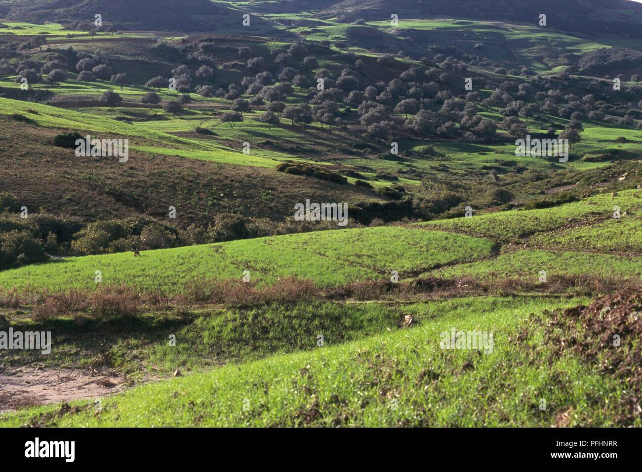 Kif marijuana hi-res stock photography and images - Alamy