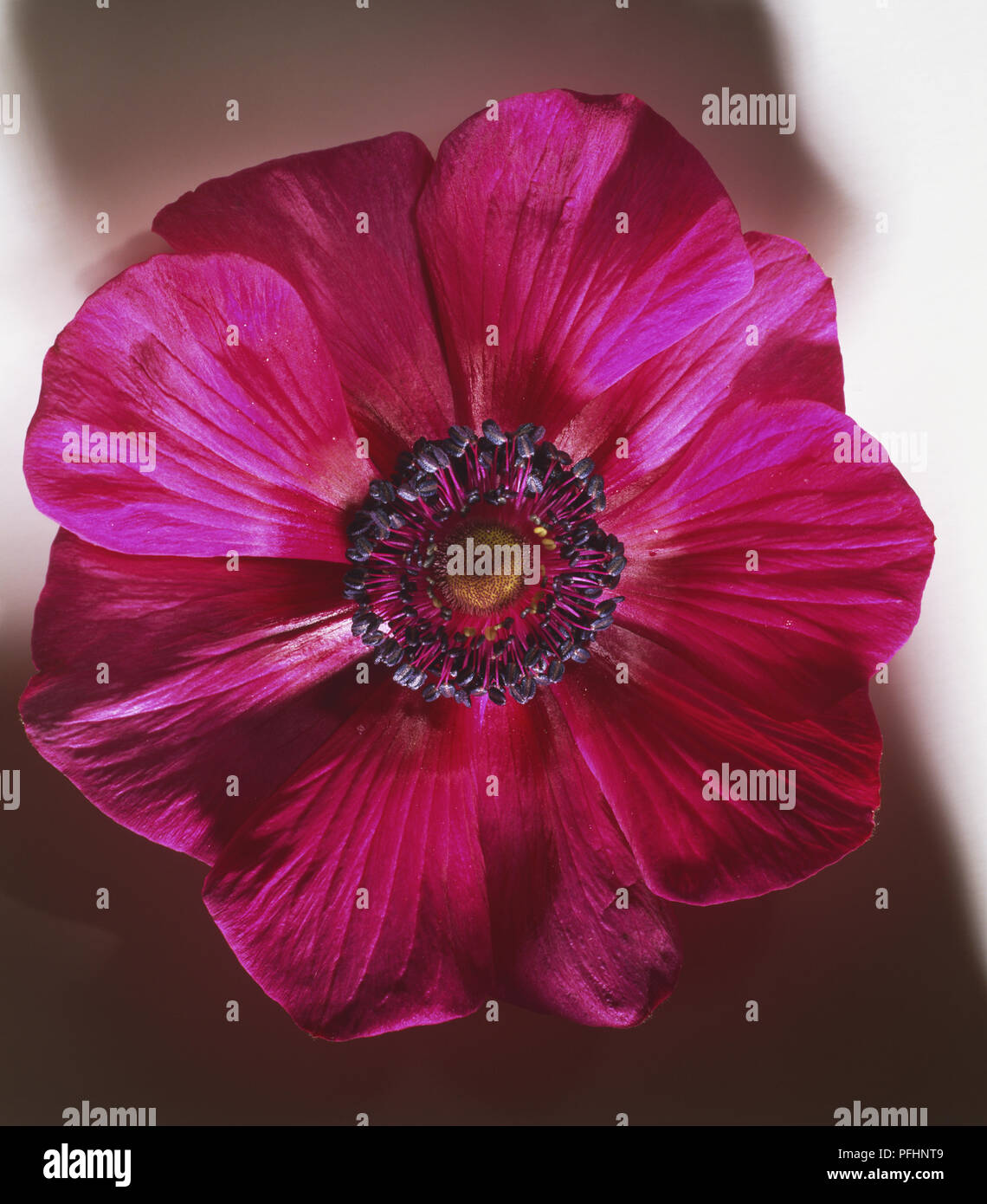 Studio shot of pink anemone hi-res stock photography and images - Alamy