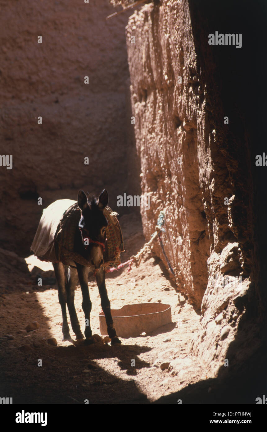 North Africa, Morocco, Draa Valley, laden mule tied to rope in walled ...