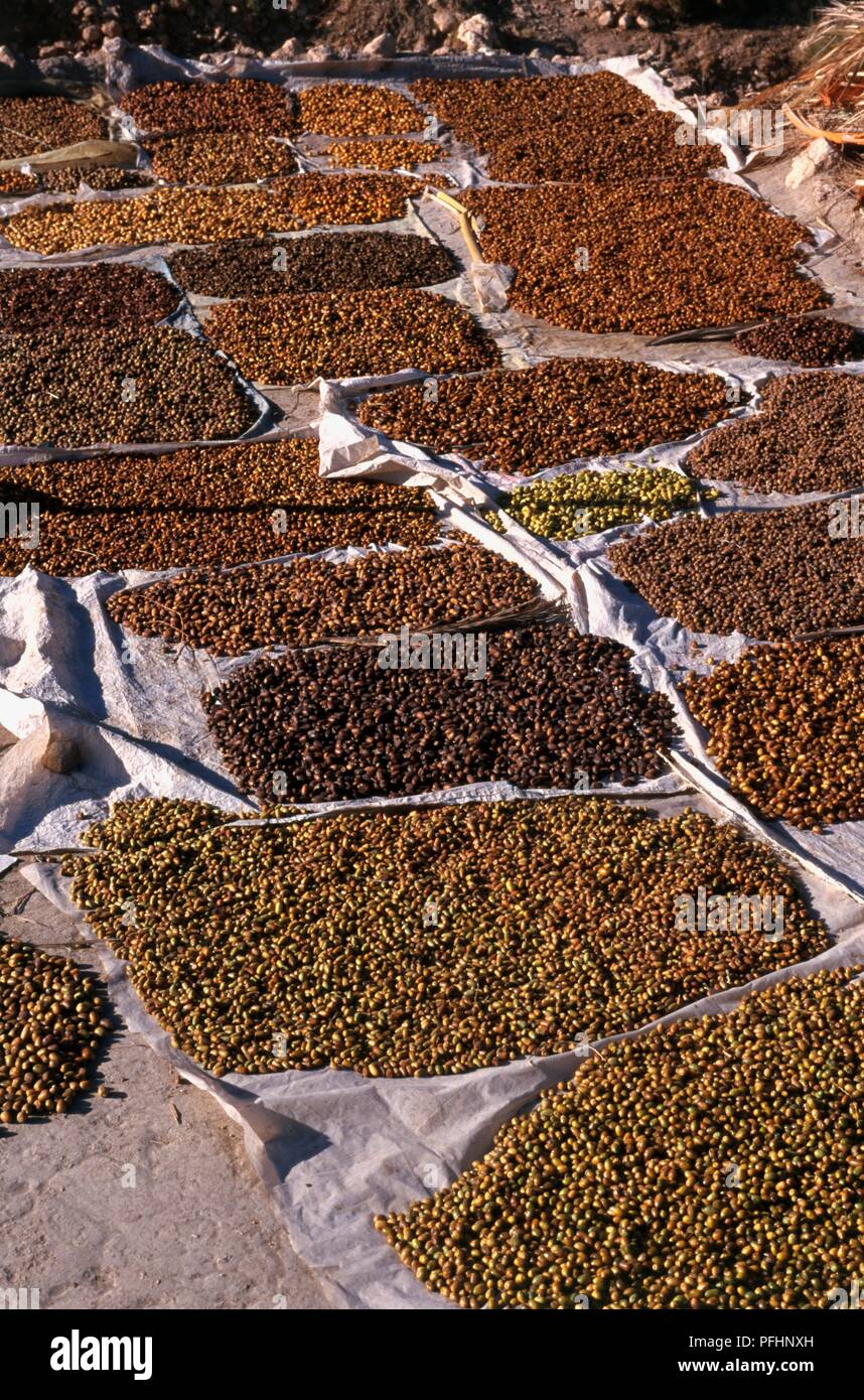Morocco, Ziz Gorge, dates drying in the sun Stock Photo - Alamy