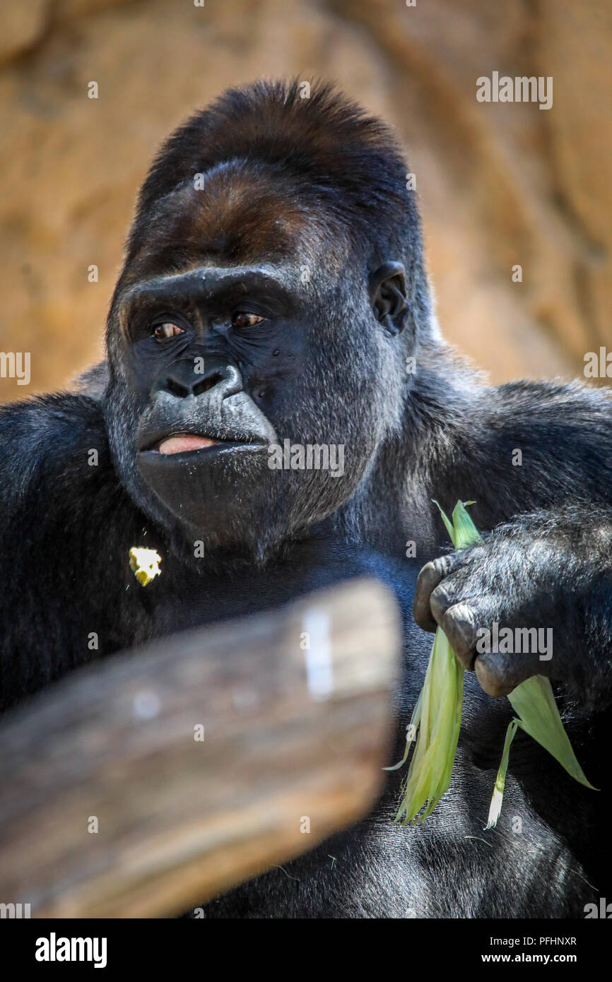 Gorilla ecosystem hi-res stock photography and images - Alamy