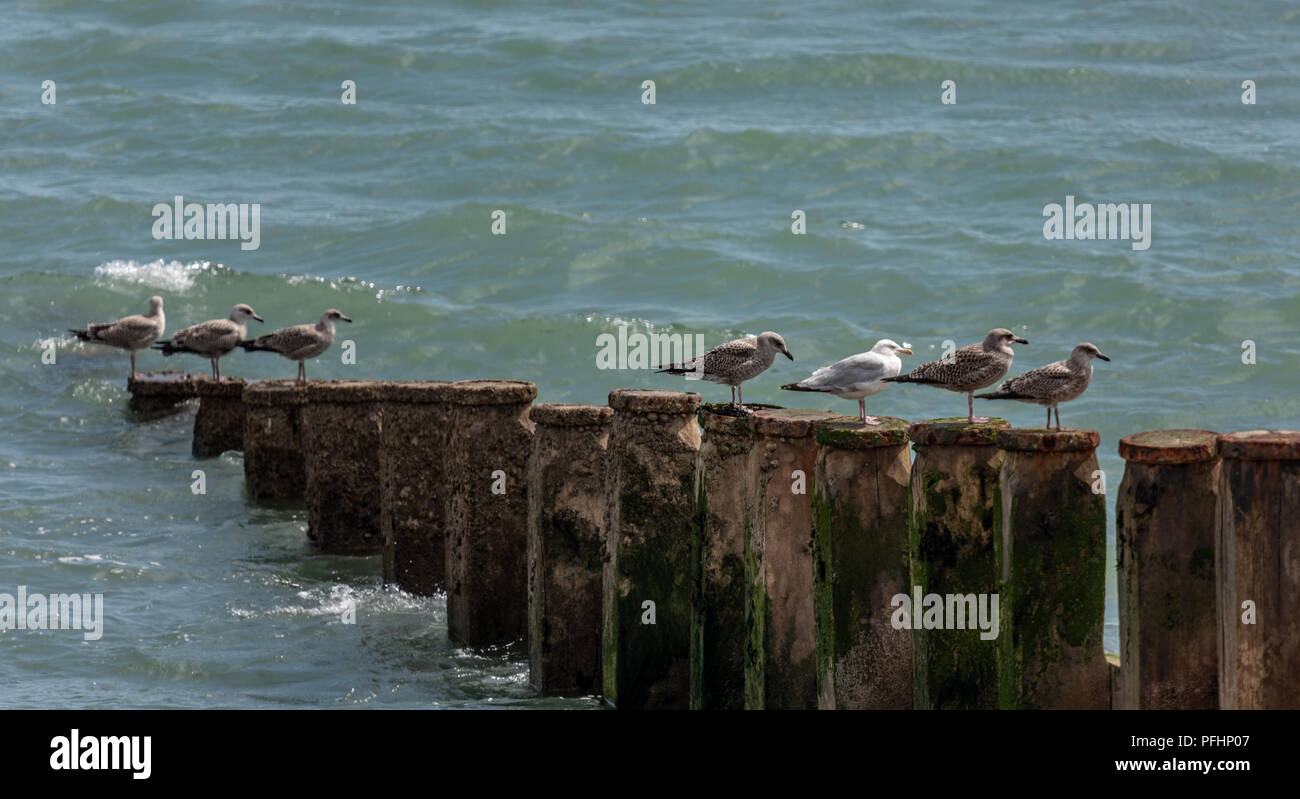 Seven seagulls perch on a groin at Eastbourne Beach Stock Photo - Alamy