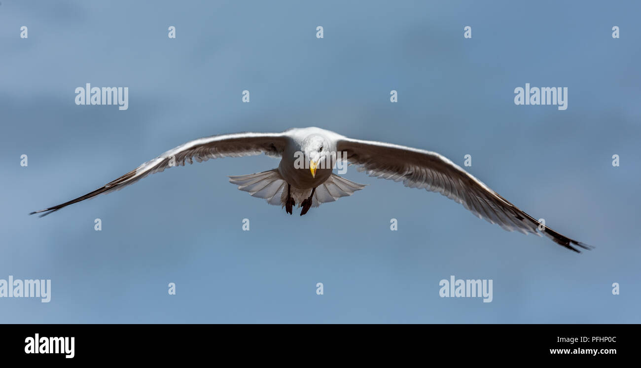 A seagull performs its own aerial display over Eastbourne Beach during ...