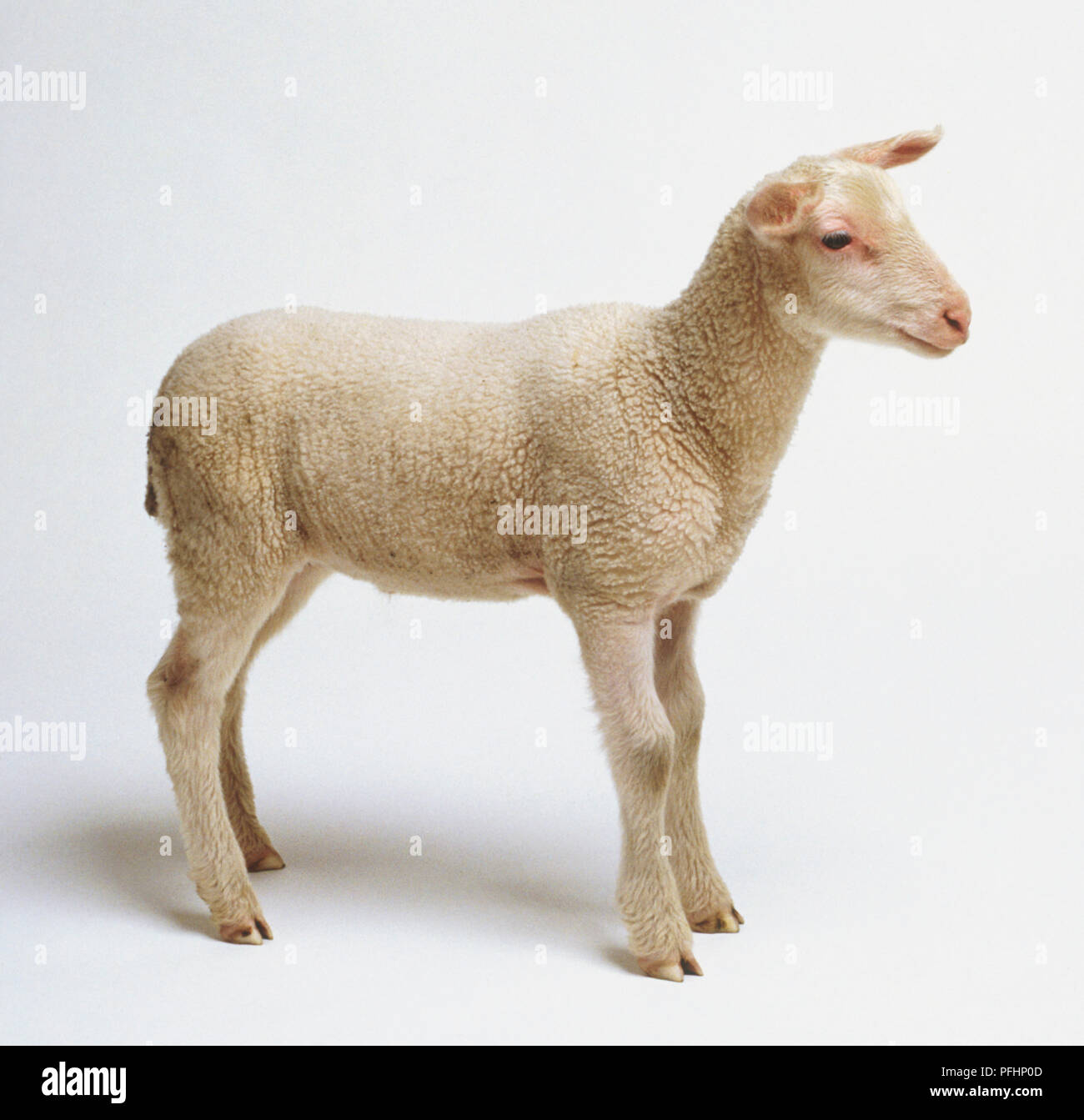 Lamb (Ovis aries) standing Stock Photo - Alamy