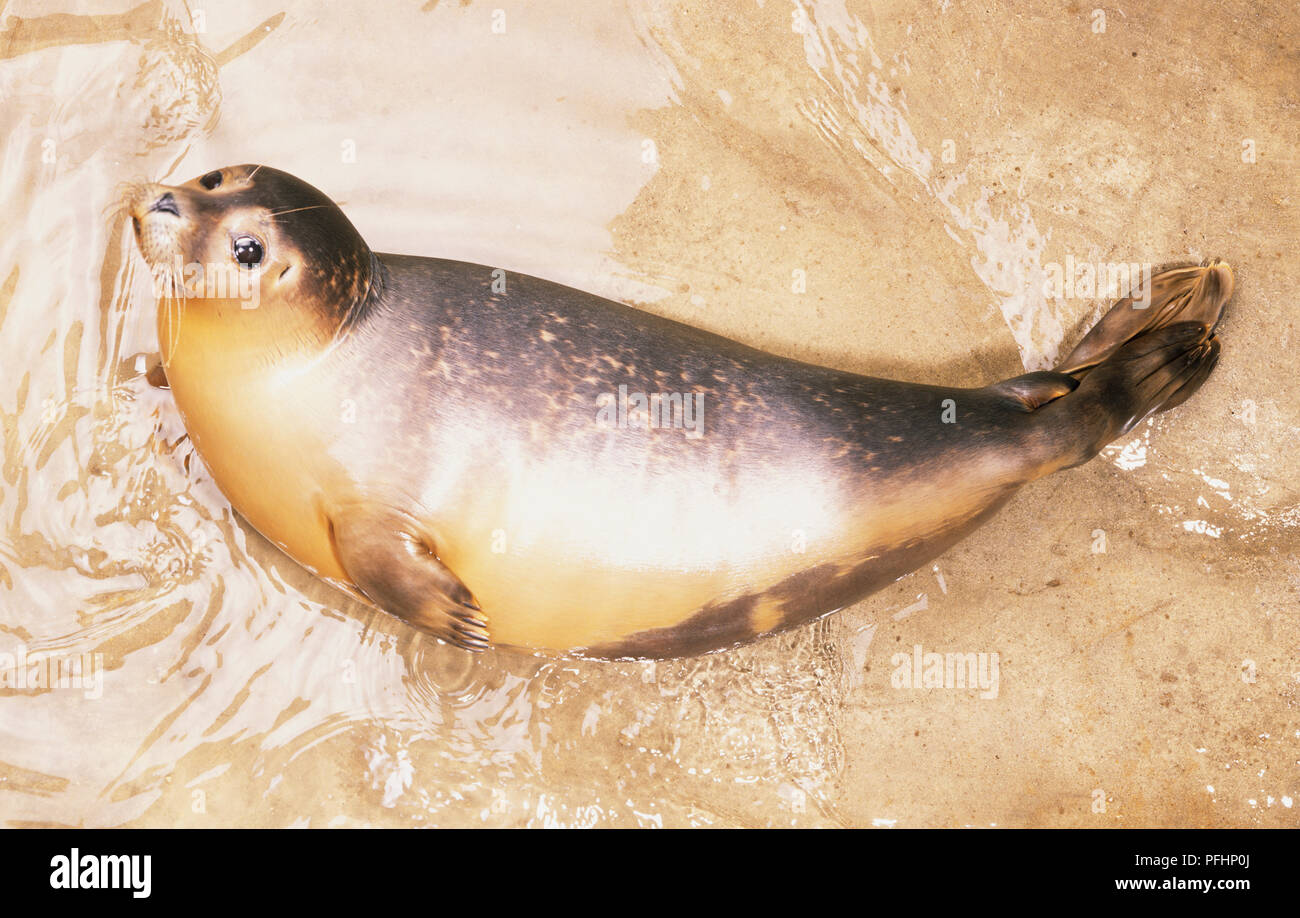 Seal (Phocidae) sitting in water Stock Photo - Alamy