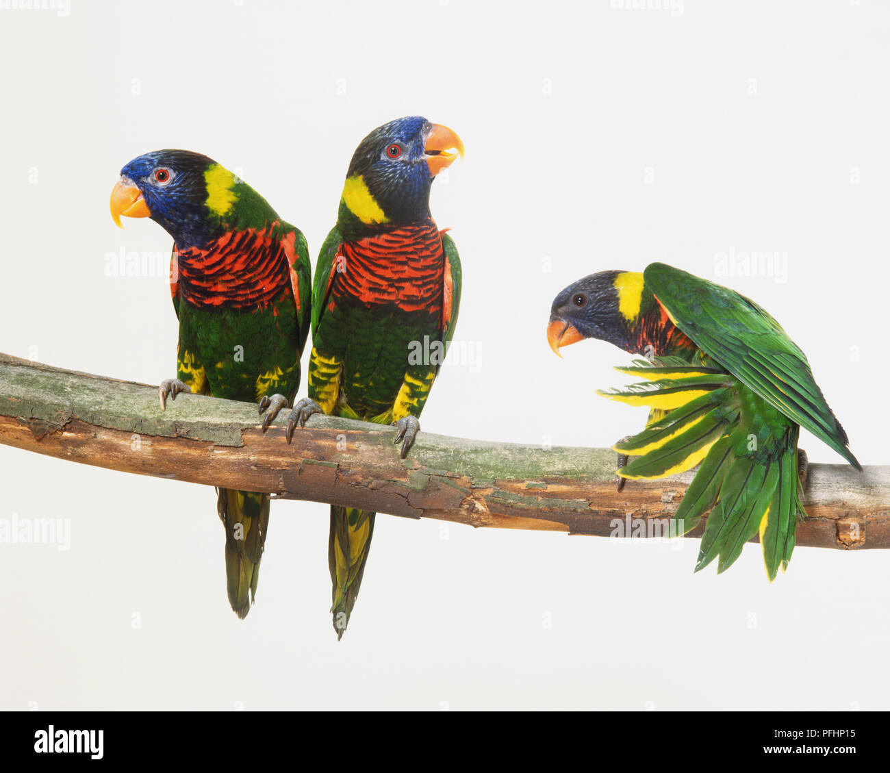 Three colourful Parrots (Psittaciformes) sitting on a branch Stock ...