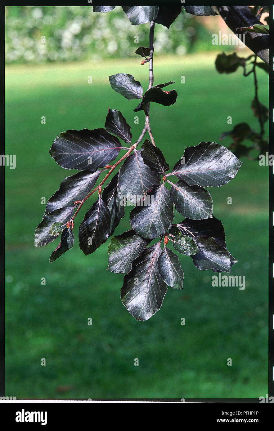 Copper rivers hi-res stock photography and images - Alamy